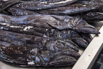Black Scabbardfish Aphanopus Carbo Fish Hall Editorial Stock Photo ...