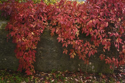 Autumnal Redcoloured Virginia Creeper Parthenocissus Quinquefolia ...