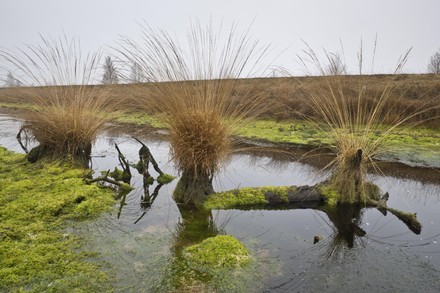 3,000 Marshy wetlands Stock Pictures, Editorial Images and Stock Photos ...