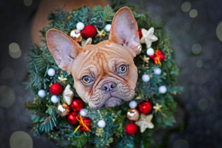 French Bulldog Dog Judging Face Wearing Editorial Stock Photo - Stock ...