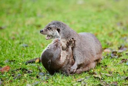 Two Eurasian Lutra Lutra Otters Playing Editorial Stock Photo - Stock ...