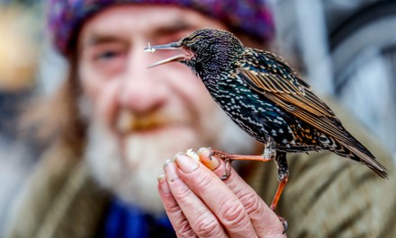 Old Man Feeds Starling Alexanderplatz Square Editorial Stock Photo ...