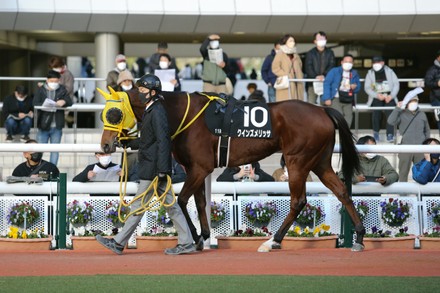 Queens Melissa Led Through Paddock Before Editorial Stock Photo - Stock ...