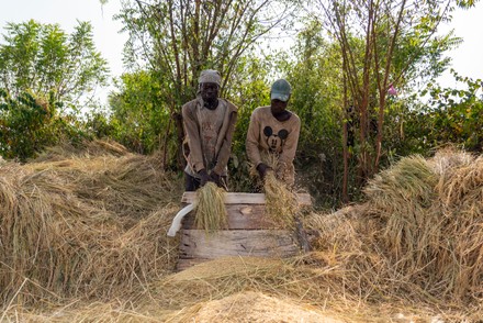 Farmers Manually Harvest Rice Golokwati Ghana Editorial Stock Photo ...