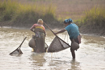 Women Catching Fish Field Traditional Fishing Editorial Stock Photo ...
