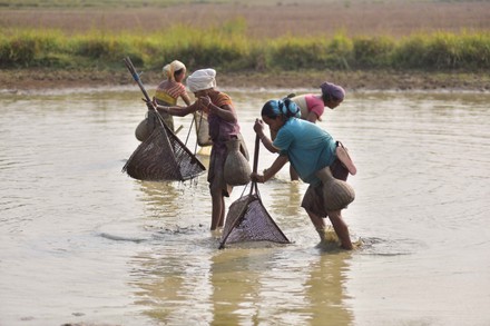 Women Catching Fish Field Traditional Fishing Editorial Stock Photo ...