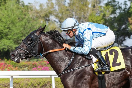 Tiger Nation Usa Ridden By Royston Editorial Stock Photo - Stock Image ...