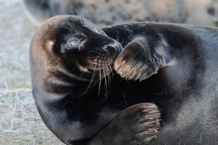 3,000 December seal Stock Pictures, Editorial Images and Stock Photos ...