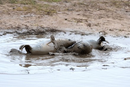 3,000 December seal Stock Pictures, Editorial Images and Stock Photos ...