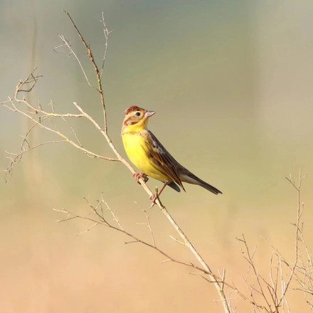 Yellowbreasted Bunting Pictured Dongzhaigang National Nature Editorial ...