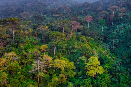 Tropical Forest Have Ghana On 28 Editorial Stock Photo - Stock Image ...