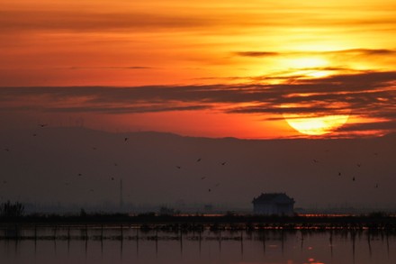 Sun Sets Behind Flooded Rice Fields Editorial Stock Photo - Stock Image ...