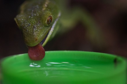 Northland Green Gecko Drinks Water Inside Editorial Stock Photo - Stock ...