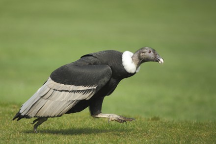 Andean Condor Vultur Gryphus Running Walking Editorial Stock Photo ...