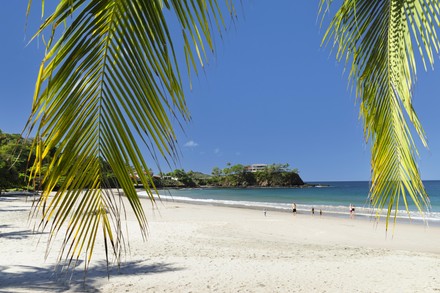 46 Guanacaste trees Stock Pictures, Editorial Images and Stock Photos ...