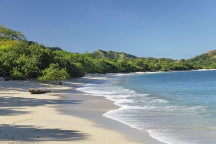 46 Guanacaste trees Stock Pictures, Editorial Images and Stock Photos ...