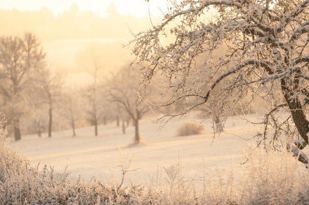 Fruit Trees Ice Sunrise Black Forest Editorial Stock Photo - Stock ...