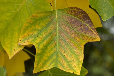 Autumn Leaf Tulip Tree Liriodendron Tulipifera Editorial Stock Photo ...
