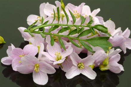 Flowers Cuckoo Flower Cardamine Pratensis Medicinal Editorial Stock ...
