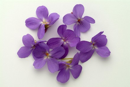 Violet Fragrant Violet Medicinal Plant Herb Editorial Stock Photo ...