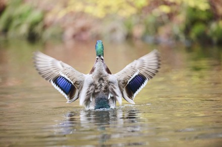 250 Open flaps Stock Pictures, Editorial Images and Stock Photos ...