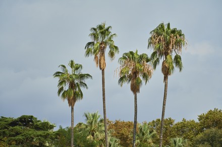 Mexican Fan Palm Washingtonia Robusta Trees Editorial Stock Photo ...