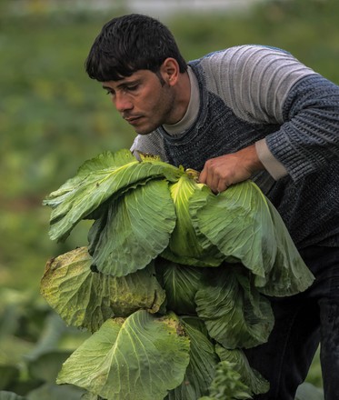 __COUNT__ Harvesting cabbage in Gaza City, Palestine - 3 Jan 2023 Stock ...