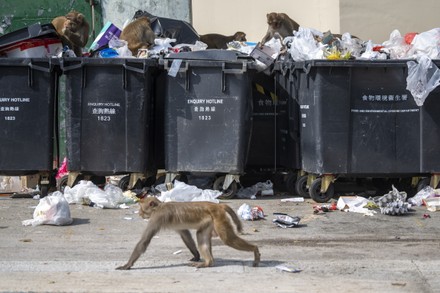 Monkey Walks Pass Large Garbage Bins Editorial Stock Photo - Stock ...