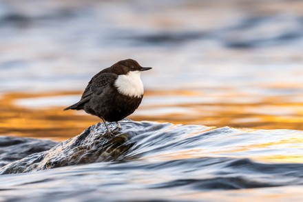 Surfs This Playful Bird Appears Be Editorial Stock Photo - Stock Image ...