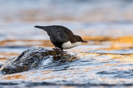 Surfs This Playful Bird Appears Be Editorial Stock Photo - Stock Image ...