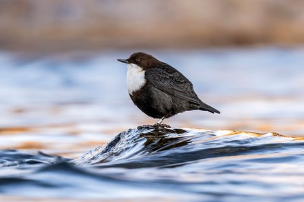 Surfs This Playful Bird Appears Be Editorial Stock Photo - Stock Image ...