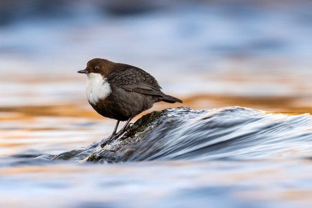 Surfs This Playful Bird Appears Be Editorial Stock Photo - Stock Image ...