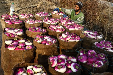 Farmers Pack Turnips After Extracting Them Editorial Stock Photo ...