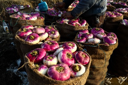 Farmers Pack Turnips After Extracting Them Editorial Stock Photo ...