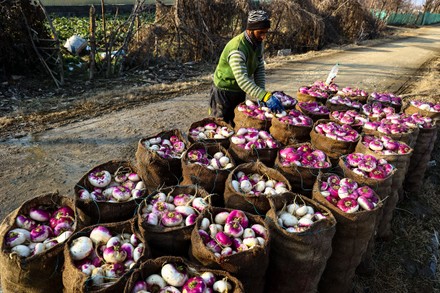 Farmers Pack Turnips After Extracting Them Editorial Stock Photo ...