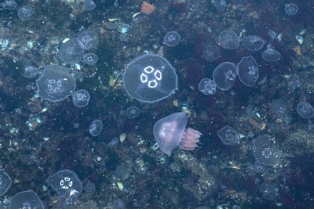 Jellyfish Have Been Observed Increase On Editorial Stock Photo - Stock ...