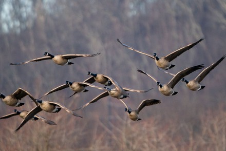 Canada Geese Seen During Sunrise Oxbow Editorial Stock Photo - Stock ...