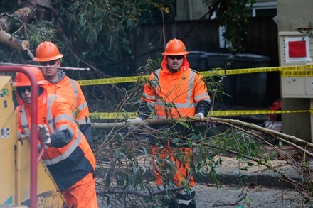 Workers Clear Fallen Tree Strong Storm Editorial Stock Photo - Stock ...