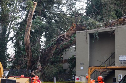 Tree Fell Down Toppled Onto Apartment Editorial Stock Photo - Stock ...