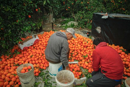 Palestinian Farmers Harvest Oranges Their Field Editorial Stock Photo ...