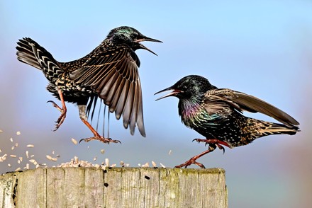 Pair Starlings Appear Be Dancing Each Editorial Stock Photo - Stock ...