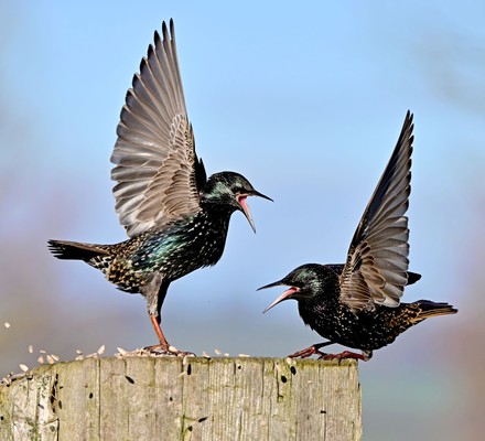 Pair Starlings Appear Be Dancing Each Editorial Stock Photo - Stock ...