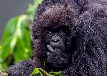 This Cheeky Infant Gorilla Appears Be Editorial Stock Photo - Stock ...