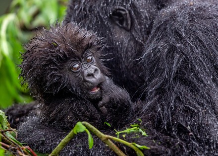This Cheeky Infant Gorilla Appears Be Editorial Stock Photo - Stock ...