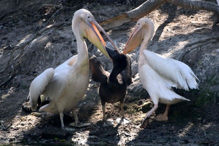 Pelican Feeding Chick Inside Enclosure Assam Editorial Stock Photo ...