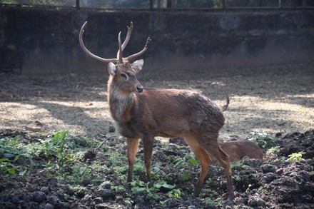 Deer Inside Enclosure Assam State Zoo Editorial Stock Photo - Stock ...