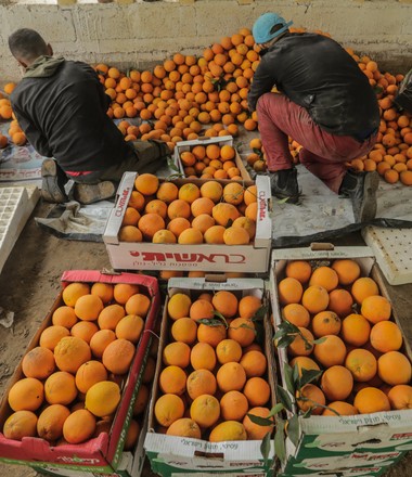 Palestinian Farmers Pack Freshly Harvested Oranges Editorial Stock ...