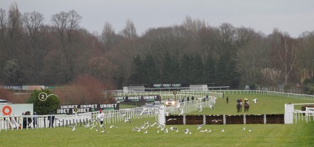 Geese Sent Flying Runners Head Straight Editorial Stock Photo - Stock ...