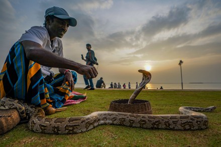 Sri Lankan Snake Charmer Performs Crowds Editorial Stock Photo - Stock ...