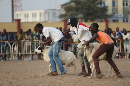 People Guide Rams Dusty Field Where Editorial Stock Photo - Stock Image ...